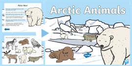 Arctic Animals Display Photos (teacher made)