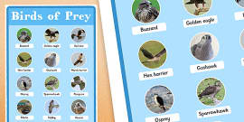 Birds of Prey Quiz (Teacher-Made) - Twinkl