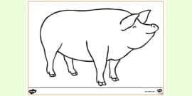 FREE! - Pig Face Colouring Sheet | Colouring Sheets
