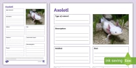 Morse Code Fact File Template, Morse Code (teacher made)