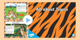 Non-Chronological Report About Tigers for Children, KS1