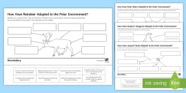 Adaptations of a Polar Bear Display Poster - Twinkl
