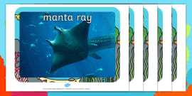 All About Sea Turtles Emergent Reader