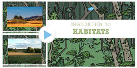 Rainforest Habitat PowerPoint - Educational Resources