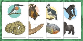 Jungle and Tropical Rainforest Animals Posters - Display