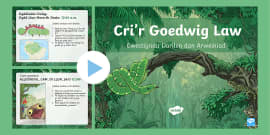 Darllen a Deall CC3 Cri'r Goedwig Law (Teacher-Made)