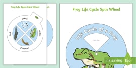 Bee Life Cycle Spin Wheel (Teacher-Made) - Twinkl