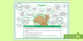 Camel Adaptation A4 Display Poster (teacher made) - Twinkl