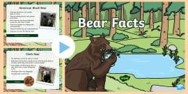 All About Bears Fact Files - Animal Facts | Twinkl - Twinkl
