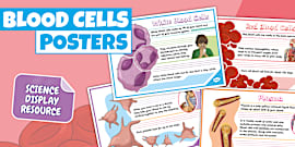 Y6 Types of Blood Cells Game