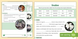 Snakes Lapbook (teacher made) - Twinkl