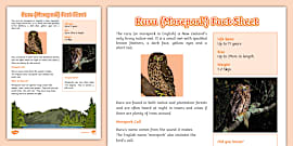 Kiwi Facts for Kids - Years 5-6 (teacher made) - Twinkl