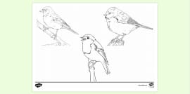 British Garden Birds Colouring Sheets | Twinkl Party