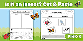 Insects I Spy Activity