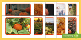 Pumpkin Anatomy Poster | Printable Fall Resource | Twinkl
