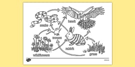 What is a Food Web | Energy Transferred in a Food Web | Wiki