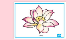 Lotus Poster for KS2 | Lotus Display Poster | Twinkl