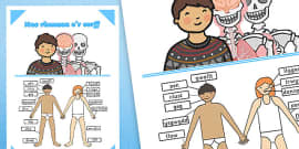 Parts Of The Body Word and Picture Matching Cards Welsh - welsh, parts ...