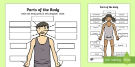 French Body Parts Vocabulary Cards - French Language