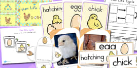 Life Cycle of a Hen Display Photos (teacher made) - Twinkl