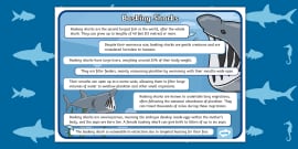 Basking Shark Fact File | Twinkl Educational Resources