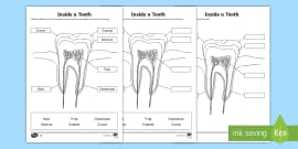 All About Teeth and Their Functions PowerPoint