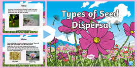 Pollination PowerPoint - KS2 Science- Plant Reproduction