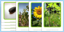 Sunflower Life Cycle Flashcards (teacher made) - Twinkl