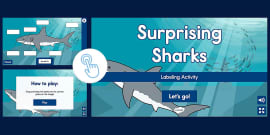 Describe the Shark Writing Activity for Kids | Twinkl USA