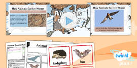 Animals and the Seasons Worksheet (teacher made)