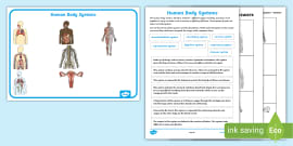 FREE! - Organ Labelling Activity | Full Human Body Chart Download