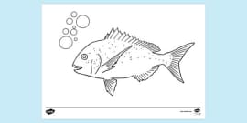 FREE! - Mangrove Jack - Red Snapper Fish Twinkl Eyes Colouring Sheet