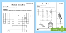 Skeleton Word Search (Teacher-Made)