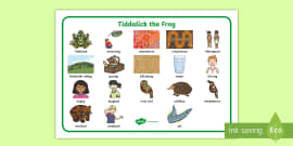 FREE! - Tiddalick the Frog Story Sequencing Cards-Australia