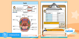 Human Teeth Cut and Stick Matching Worksheet (teacher made)