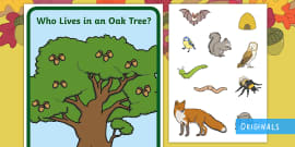 Tree Habitat | Tree Habitats for Kids | Science | Twinkl