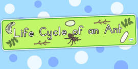 Ant Life Cycle Growth Display Posters (teacher made)