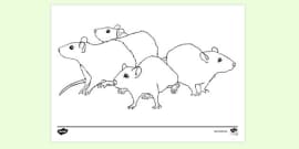 FREE! - Rat Colouring Sheet for Kids - Creative Resource