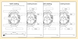 Inside a Tooth Labelling Worksheet