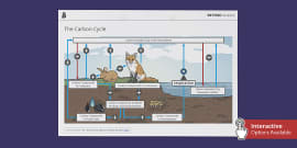 The Carbon Cycle Differentiated Sequencing Cards - Twinkl