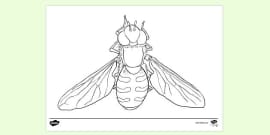 Pied Piper Colouring Sheet - Primary Resources - Twinkl