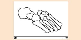 FREE! - A Foot Colouring Sheet (teacher made) - Twinkl