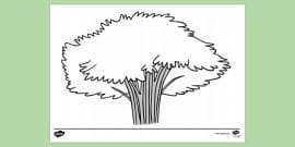 FREE! - Aspen Tree Colouring Sheet | EYFS & KS1 Colouring Pages