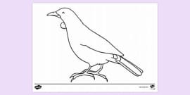 NZ Native Bird Outline Colouring Pages Pack - Twinkl