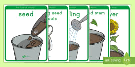 Life Cycle of a Bean Display Posters (teacher made)