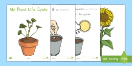 Life Cycle of a Plant PowerPoint (teacher made)