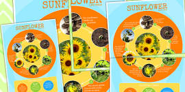 Sunflower Life Cycle Display Posters (teacher made)