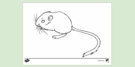 Rats Colouring | KS1 Colouring Sheets | Twinkl Resources