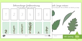 Beanstalk Height And Length Ordering Worksheets - Twinkl