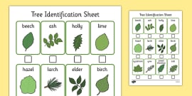 Tree Identification Sheet (teacher made) - Twinkl